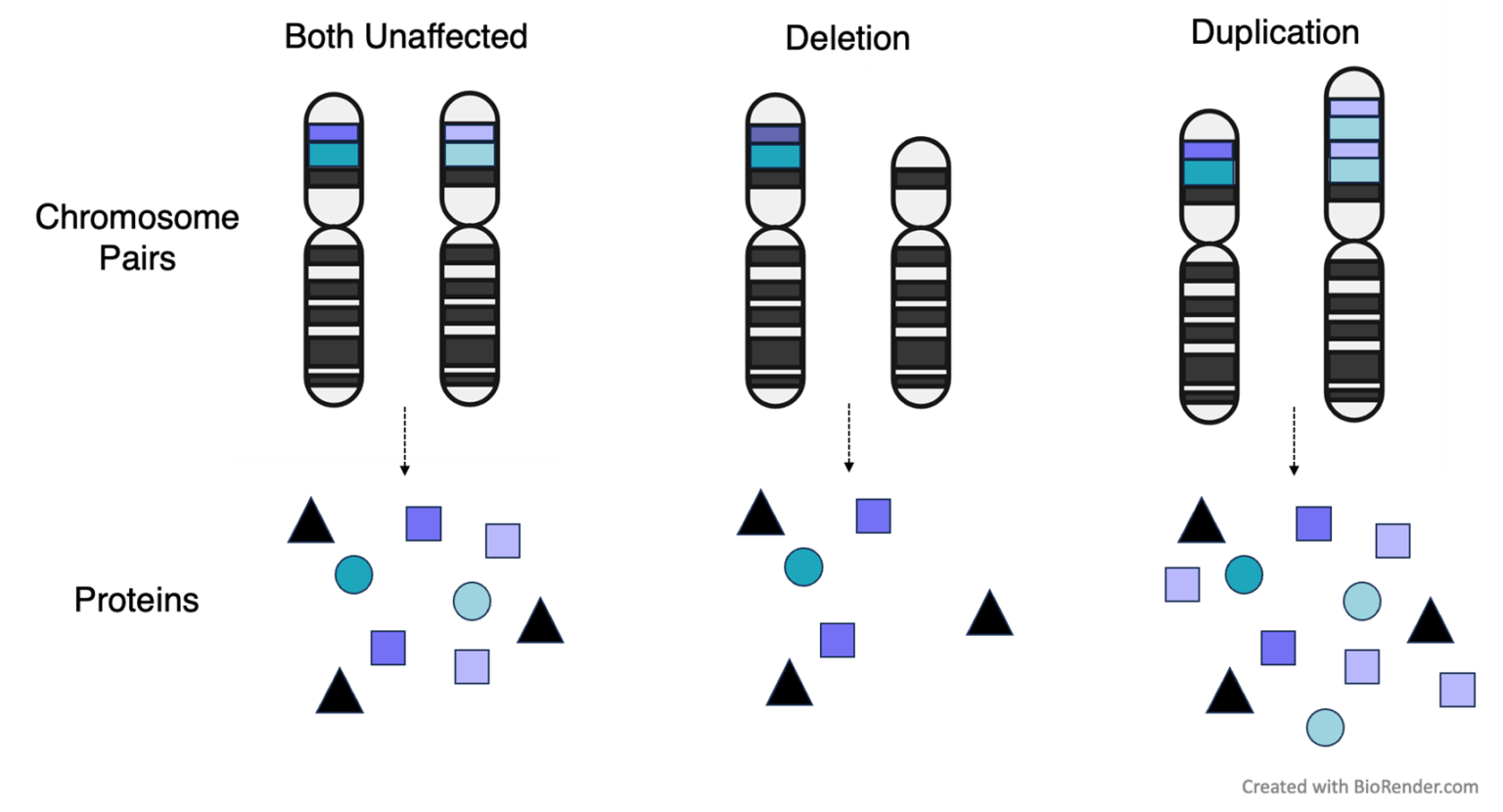 8p Genetics - Project8p